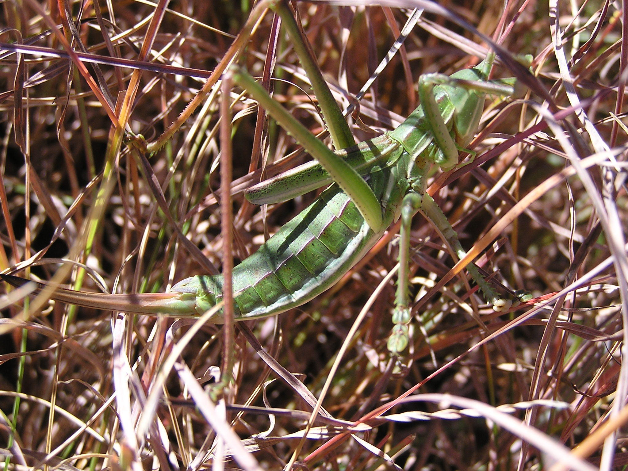 Clonia lalandei Saussure, 1888