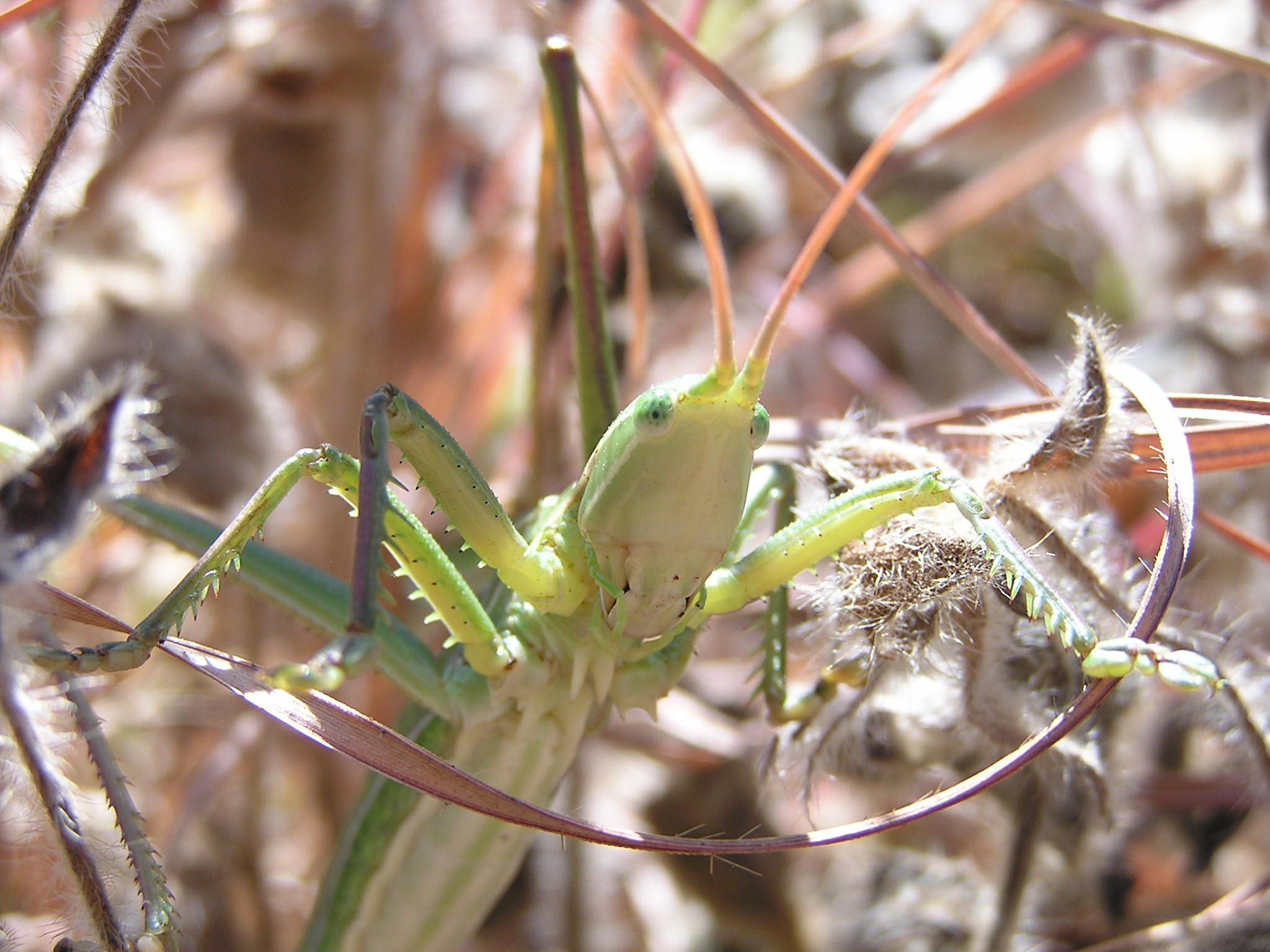 Clonia lalandei Saussure, 1888