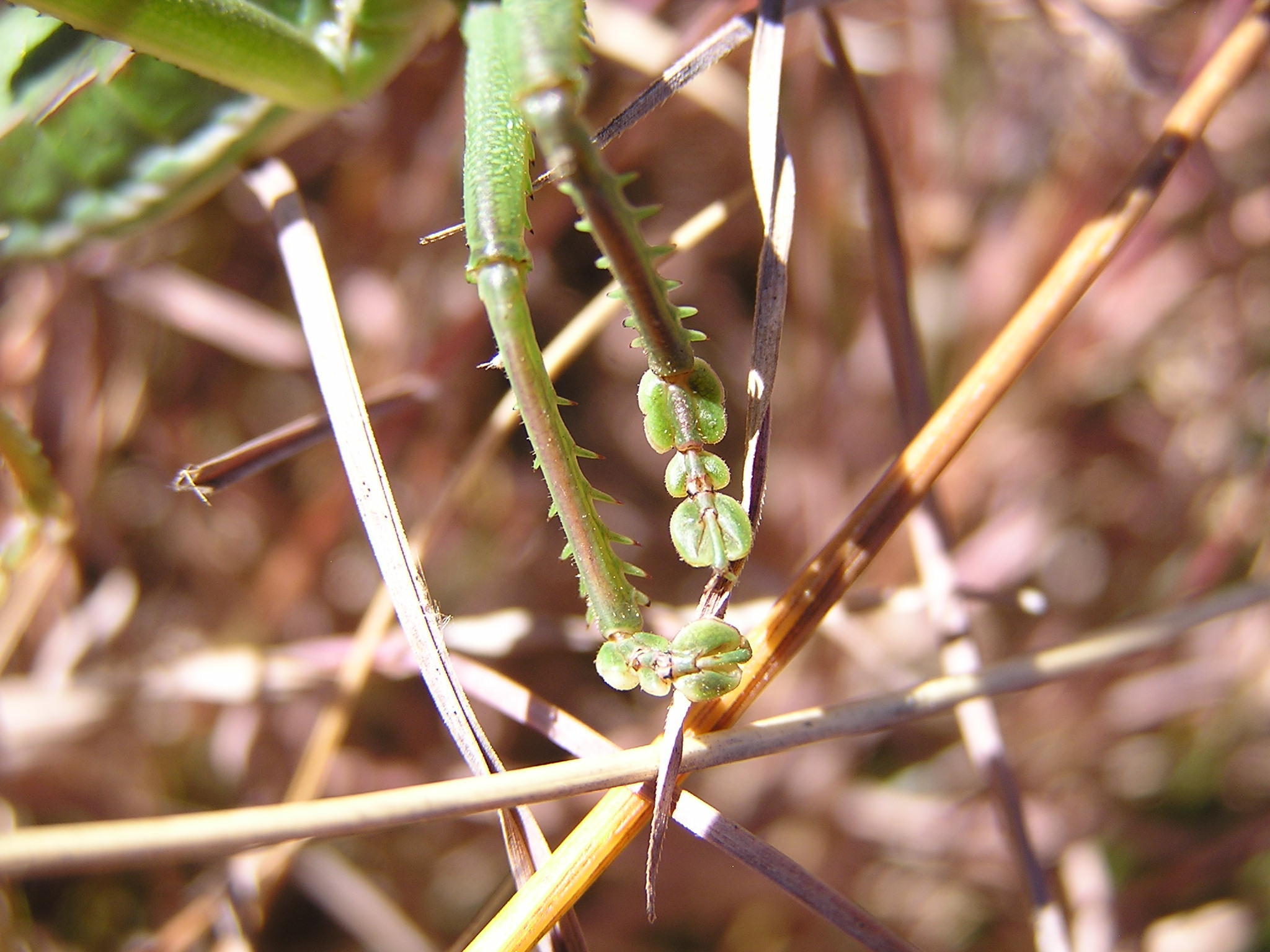Clonia lalandei Saussure, 1888
