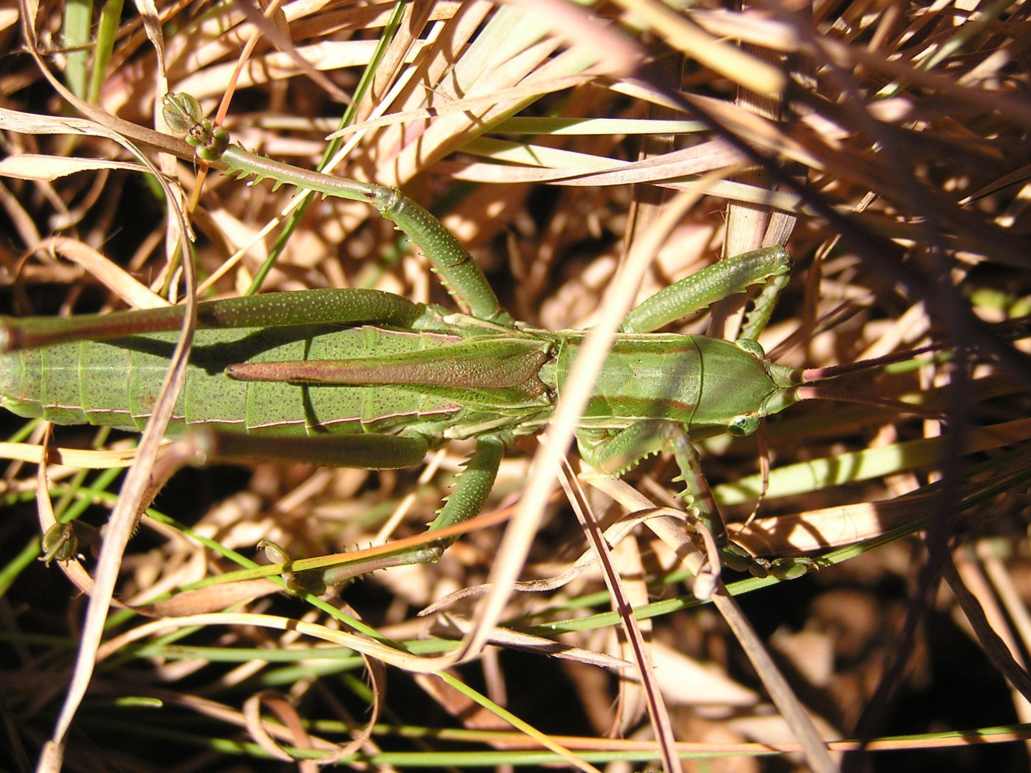 Clonia lalandei Saussure, 1888