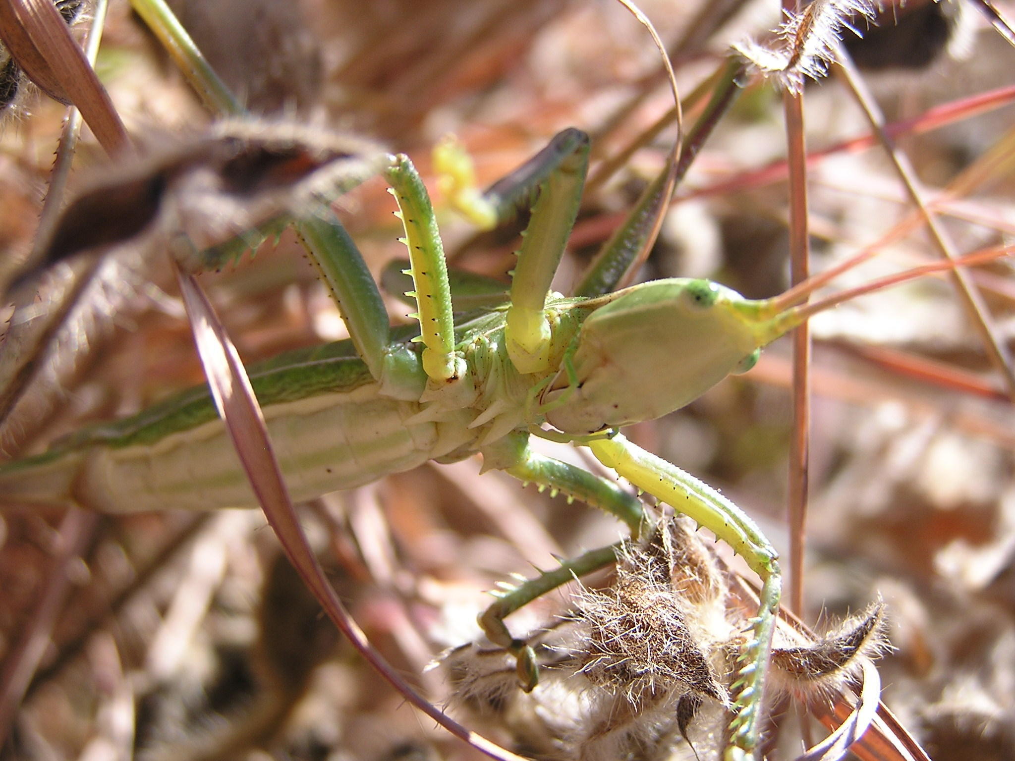 Clonia lalandei Saussure, 1888