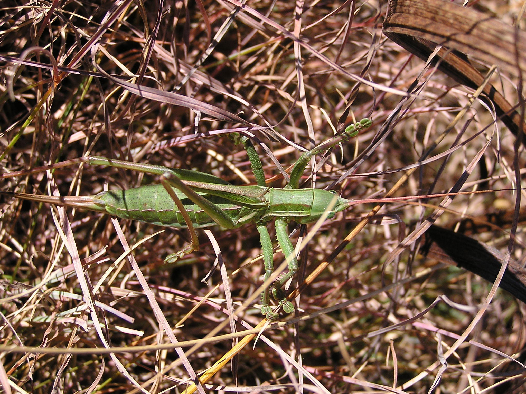 Clonia lalandei Saussure, 1888