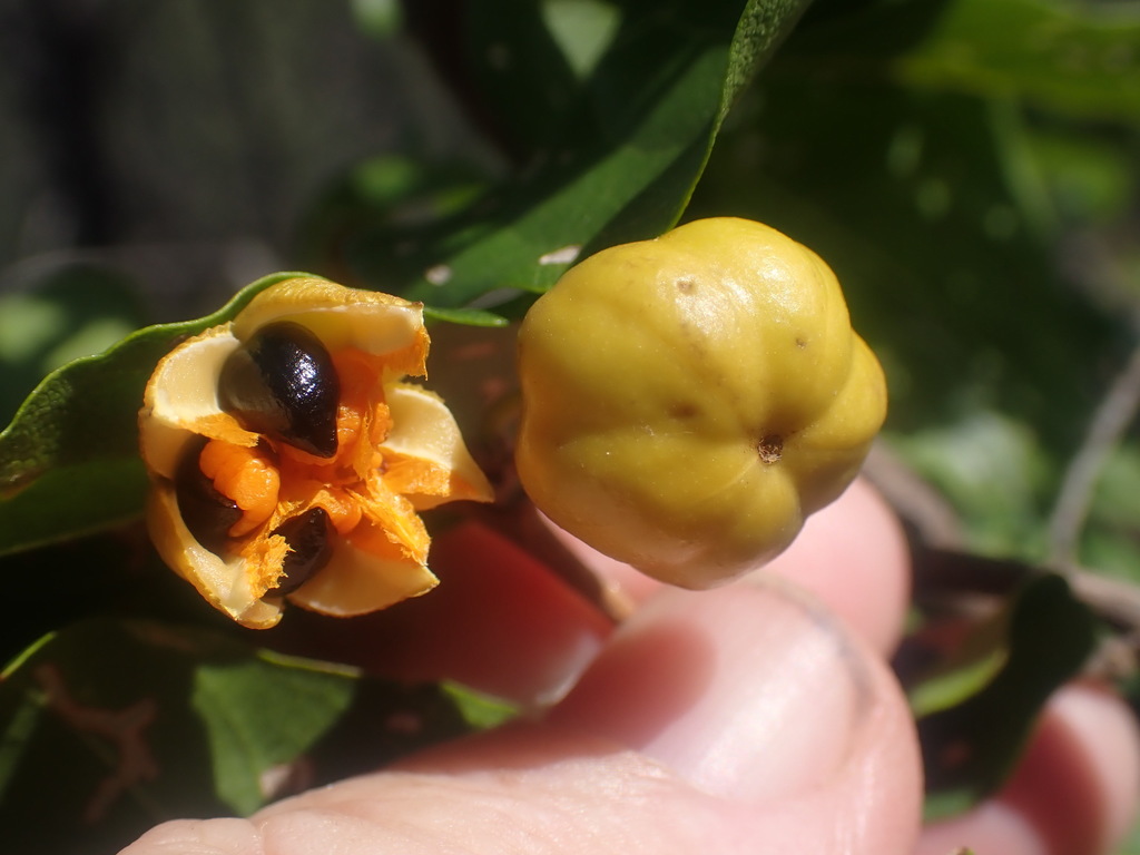 Turraea pubescens from Expedition NP, Lonesome, Beilba QLD 4454 ...