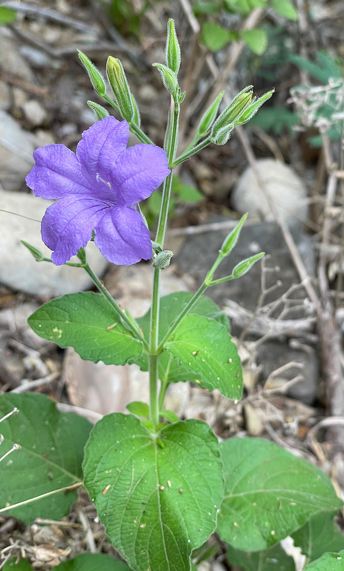 Ruellia occidentalis (A.Gray) Tharp & F.A.Barkley