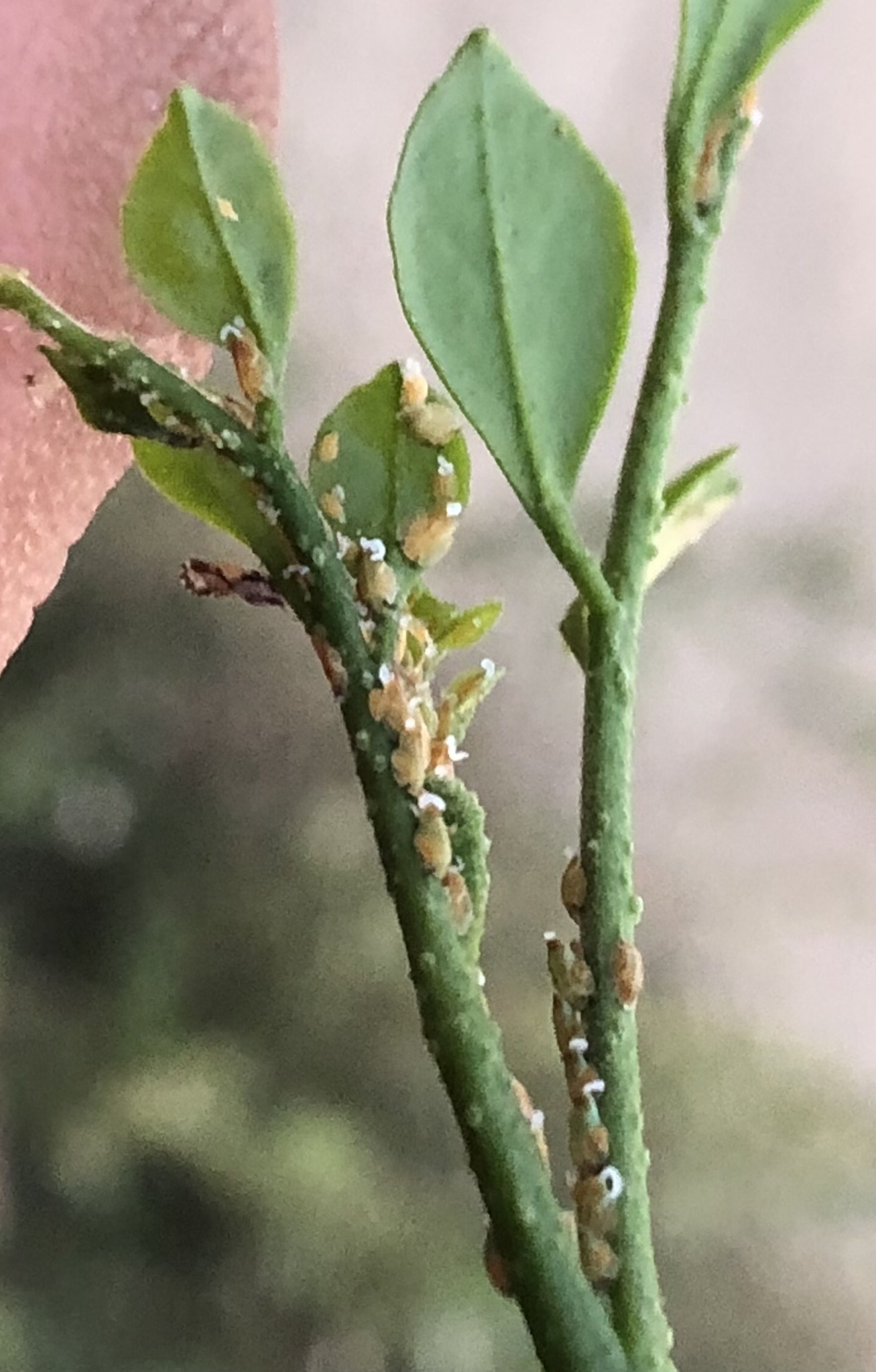 Diaphorina citri Kuwayama, 1908