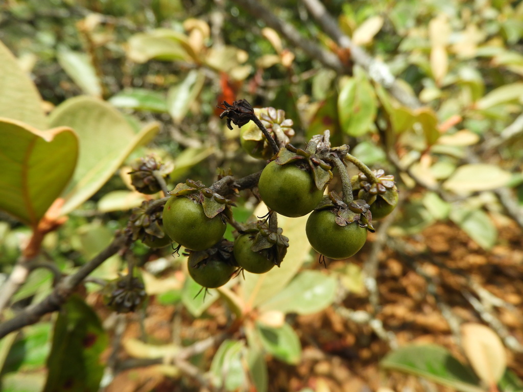 Nance from Bello, Antioquia, Colombia on April 29, 2022 at 10:59 AM by ...