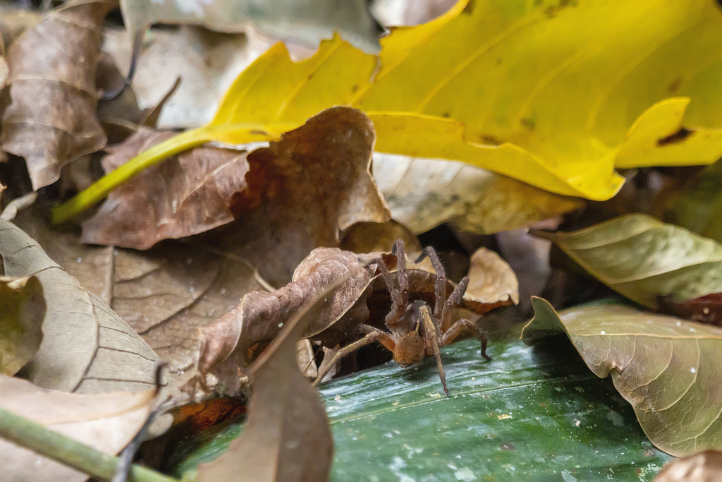Tropical Wandering Spiders from Linhares, ES, Brasil on October 10 ...
