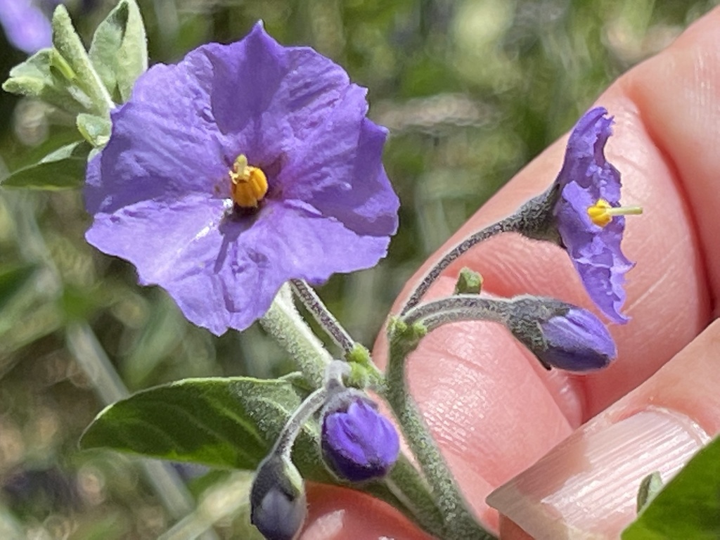 bluewitch nightshade from Fort Ord National Monument, Salinas, CA, US ...