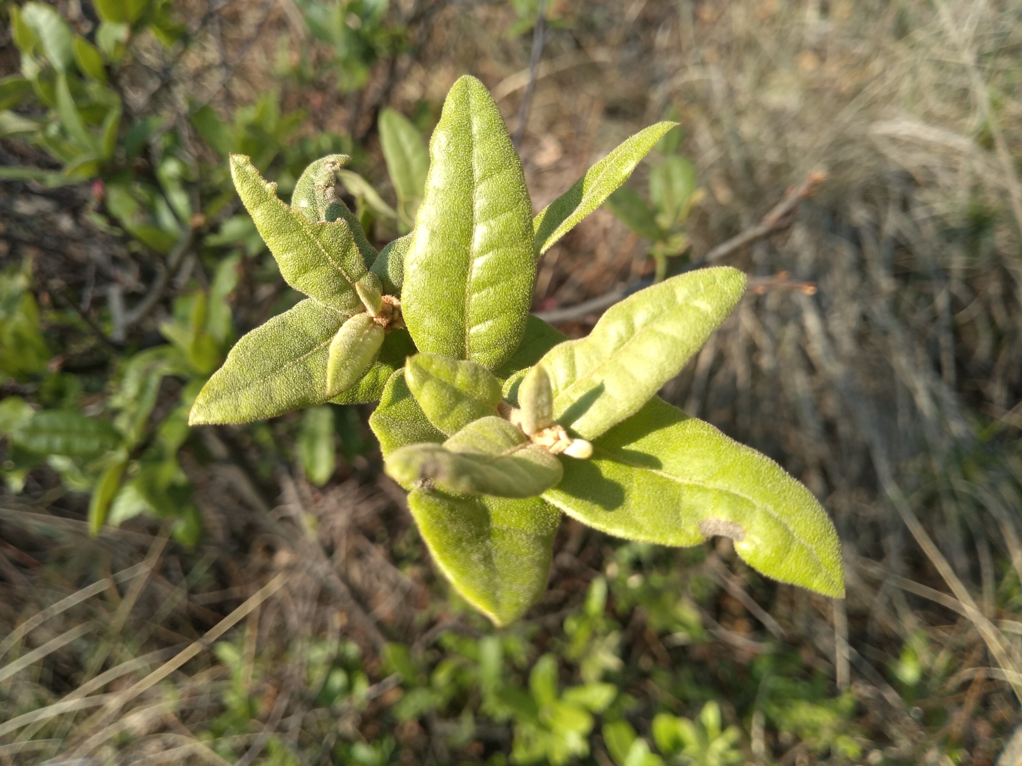 Quercus microphylla Née