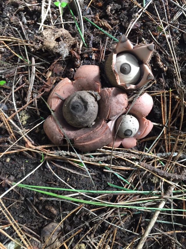 Earthstars from Tanera Park, Brooklyn, Wellington, NZ on April 30, 2022 ...
