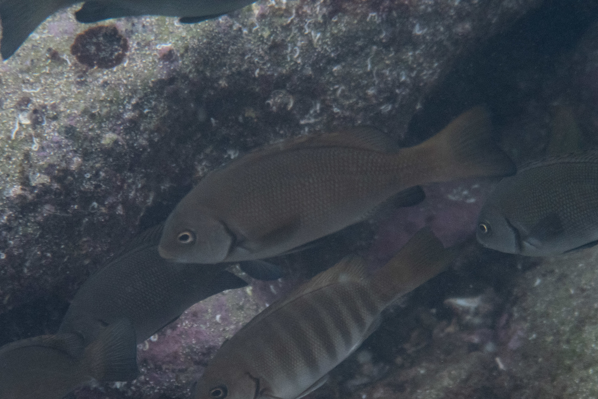 Girella elevata Macleay, 1881