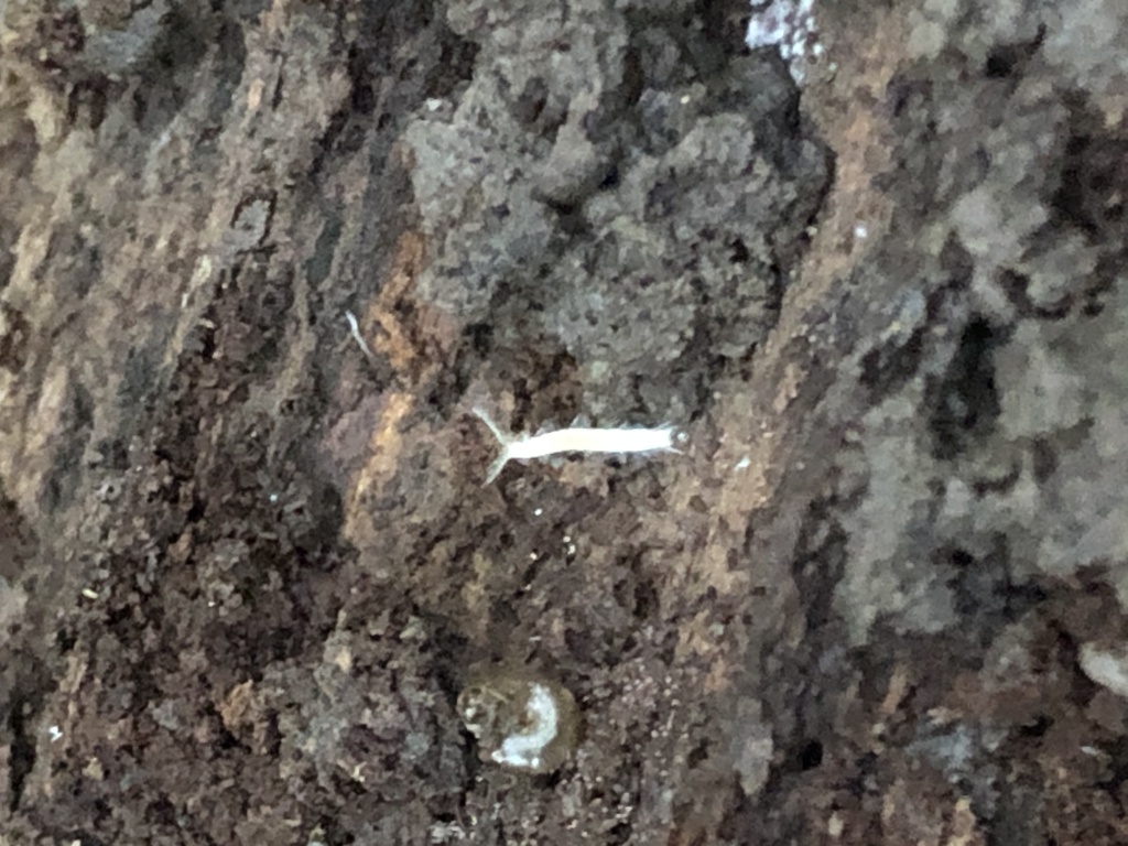 Symphylans from The Nature Institute, Godfrey, IL, US on April 29, 2022 ...