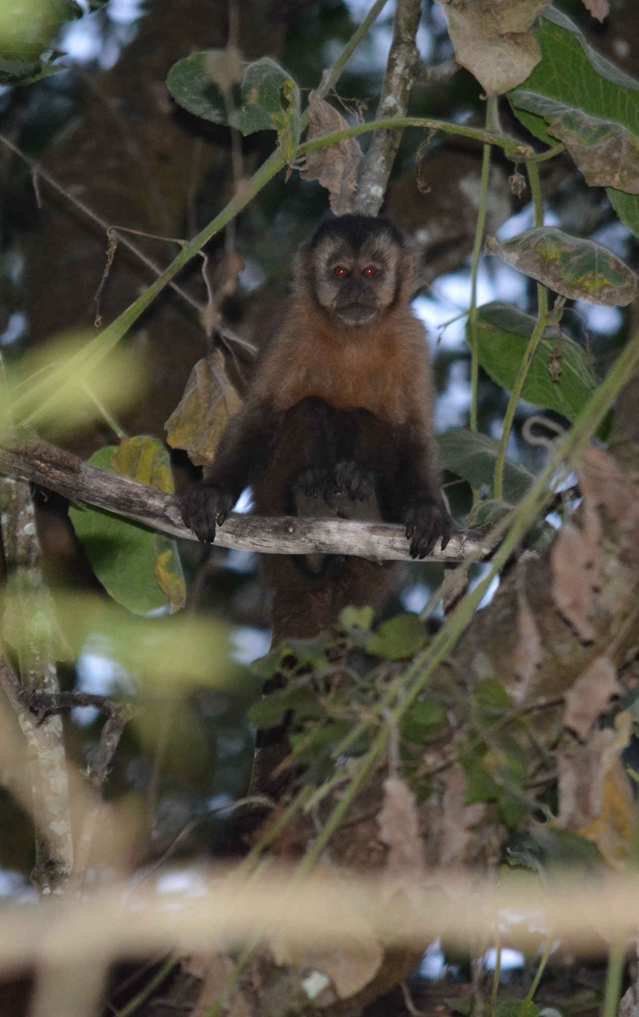 Sapajus libidinosus (Spix, 1823)