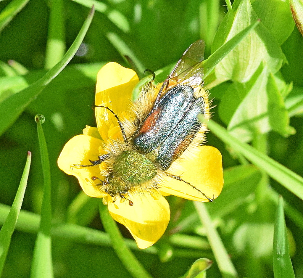 Pygopleurus from Δυτική Μακεδονία, Ελλάδα on May 27, 2018 at 09:28 AM ...