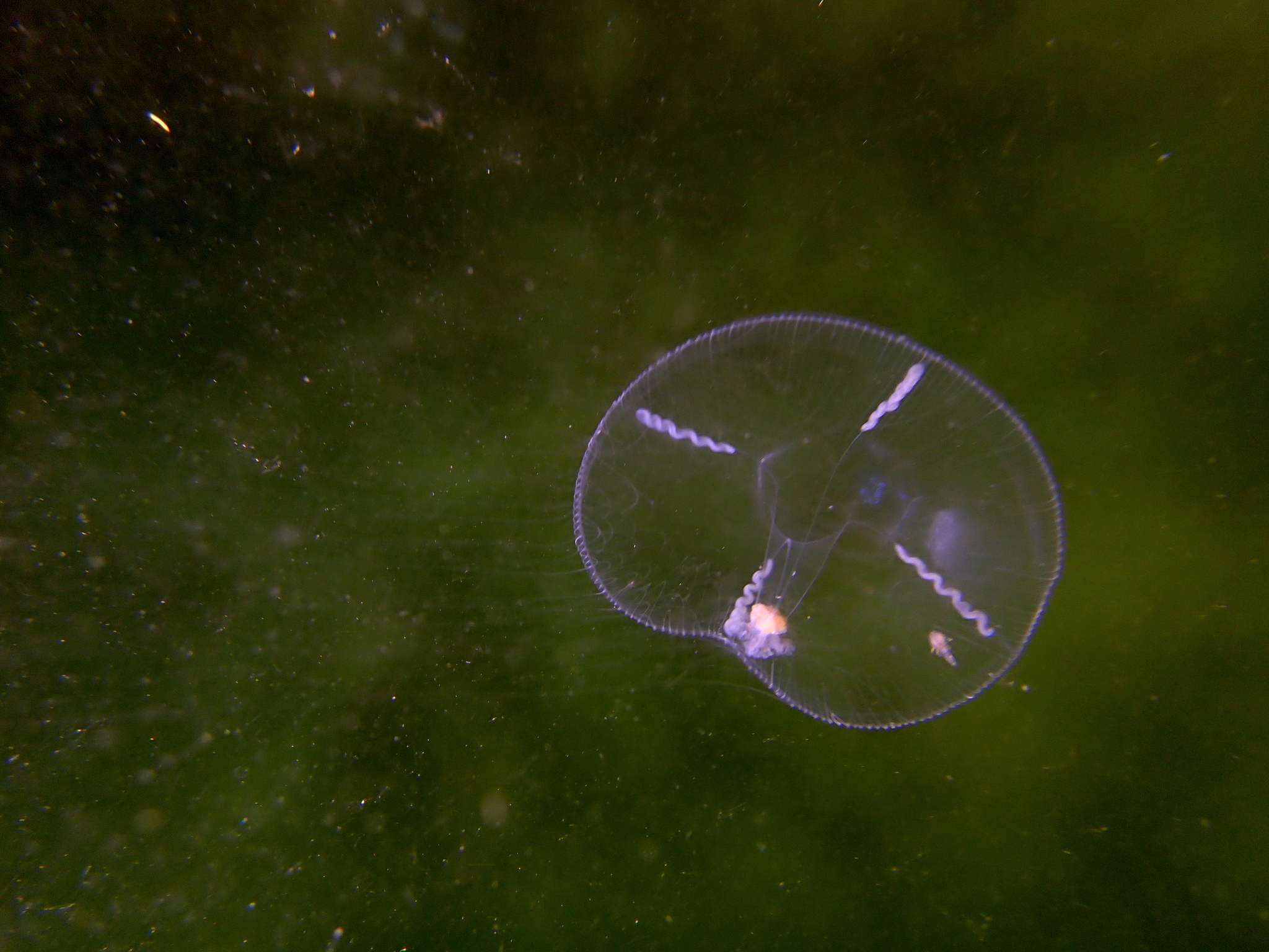 Eutonina indicans (Romanes, 1876)