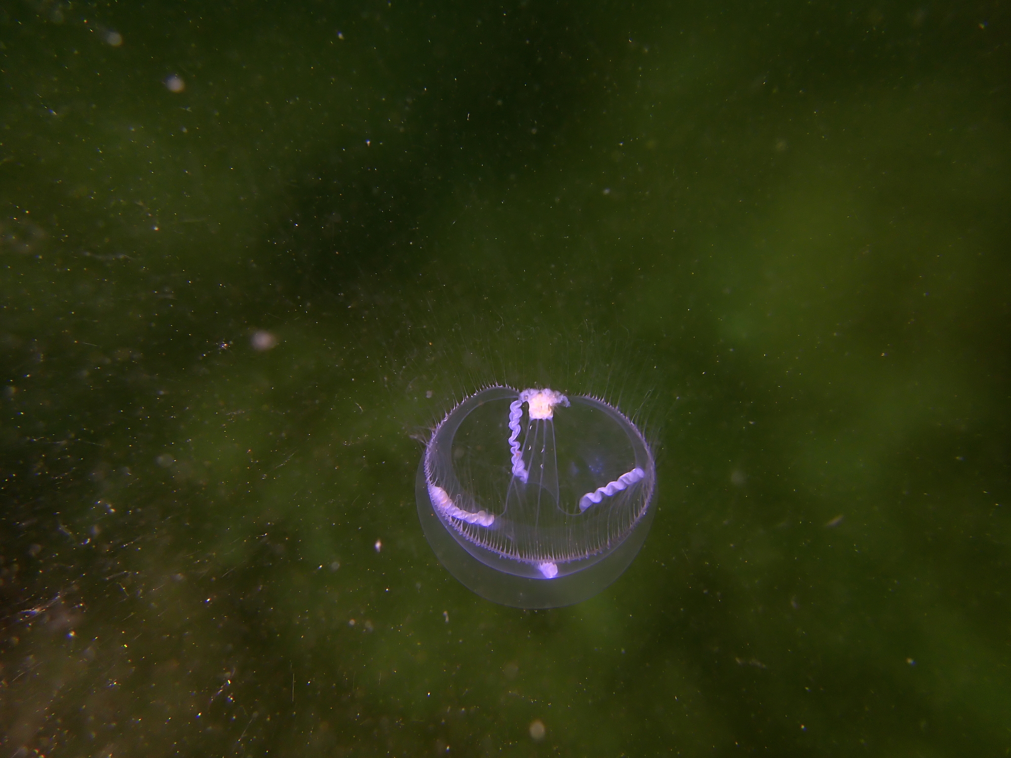 Eutonina indicans (Romanes, 1876)