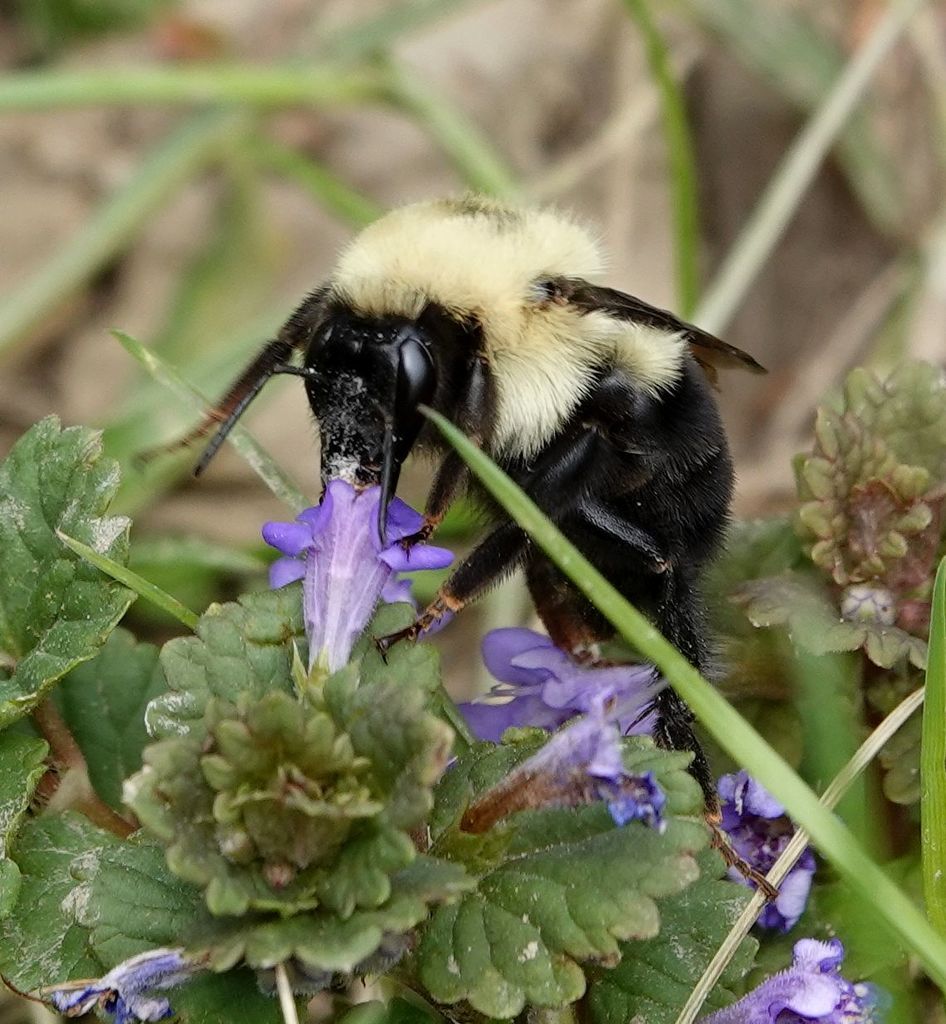 Two-spotted Bumble Bee from Athens County, OH, USA on April 29, 2022 at ...