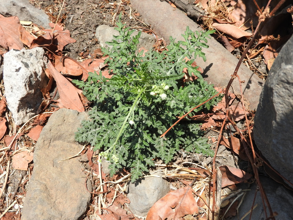 Parthenium bipinnatifidum from Acámbaro, Guanajuato, Mexico on April 29 ...