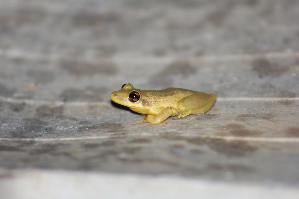 Red Snouted Tree Frog from Trinidad, Trinidad and Tobago, TT on April ...