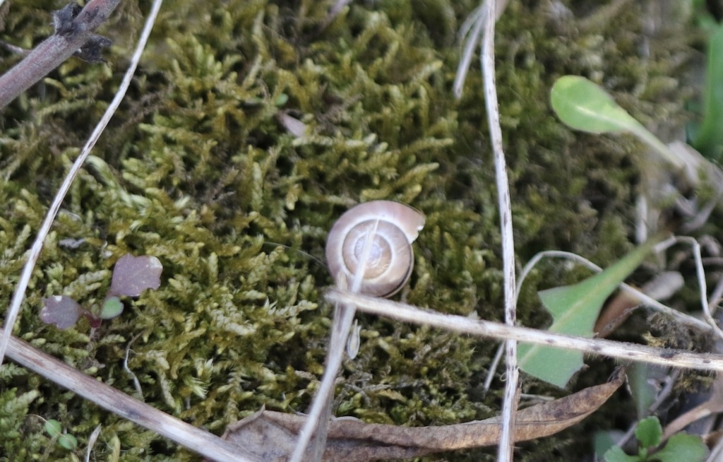 Brown-lipped Snail from Saint-Laurent, Montreal, QC, Canada on April 29 ...