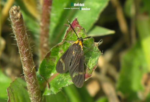 Dycladia transacta · iNaturalist Ecuador