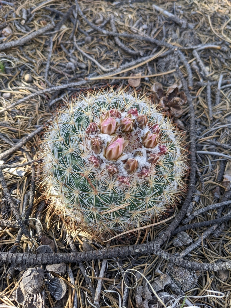 Mountain Ball Cactus from San Ildefonso Pueblo, NM 87506, USA on April ...