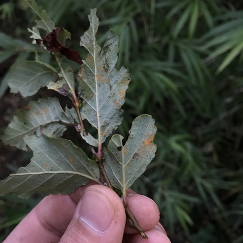 Mikronegeria fagi · iNaturalist