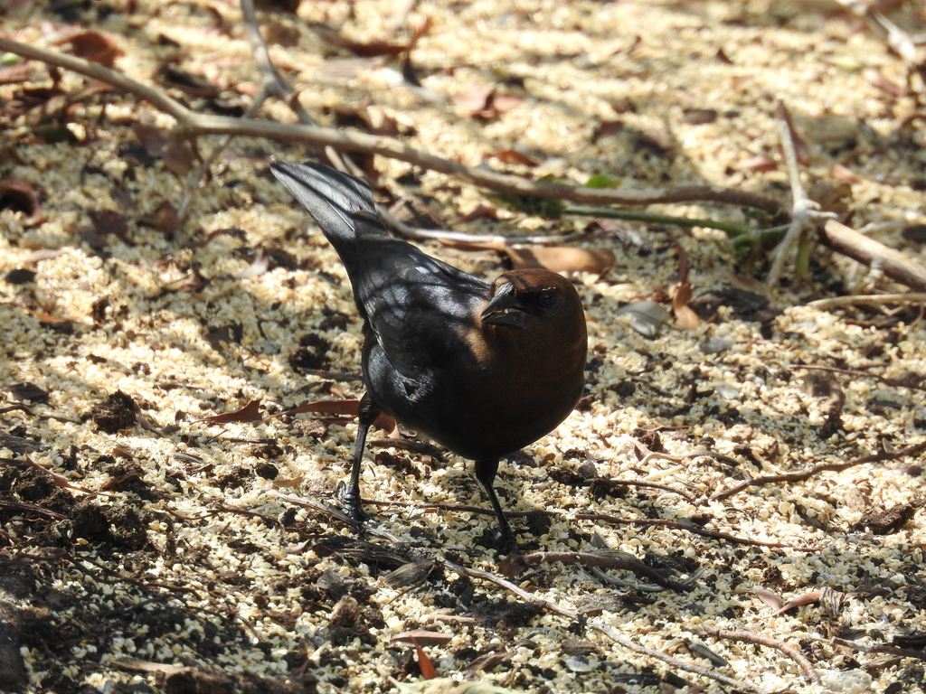 Brown-headed Cowbird from Sarasota County, FL, USA on April 29, 2022 at ...