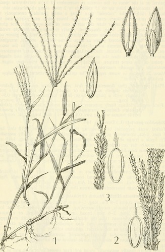 Piojillo peludo (Eriochloa punctata)