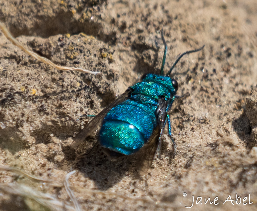 Chrysidini from South Richland, Richland, WA, USA on April 24, 2022 at ...