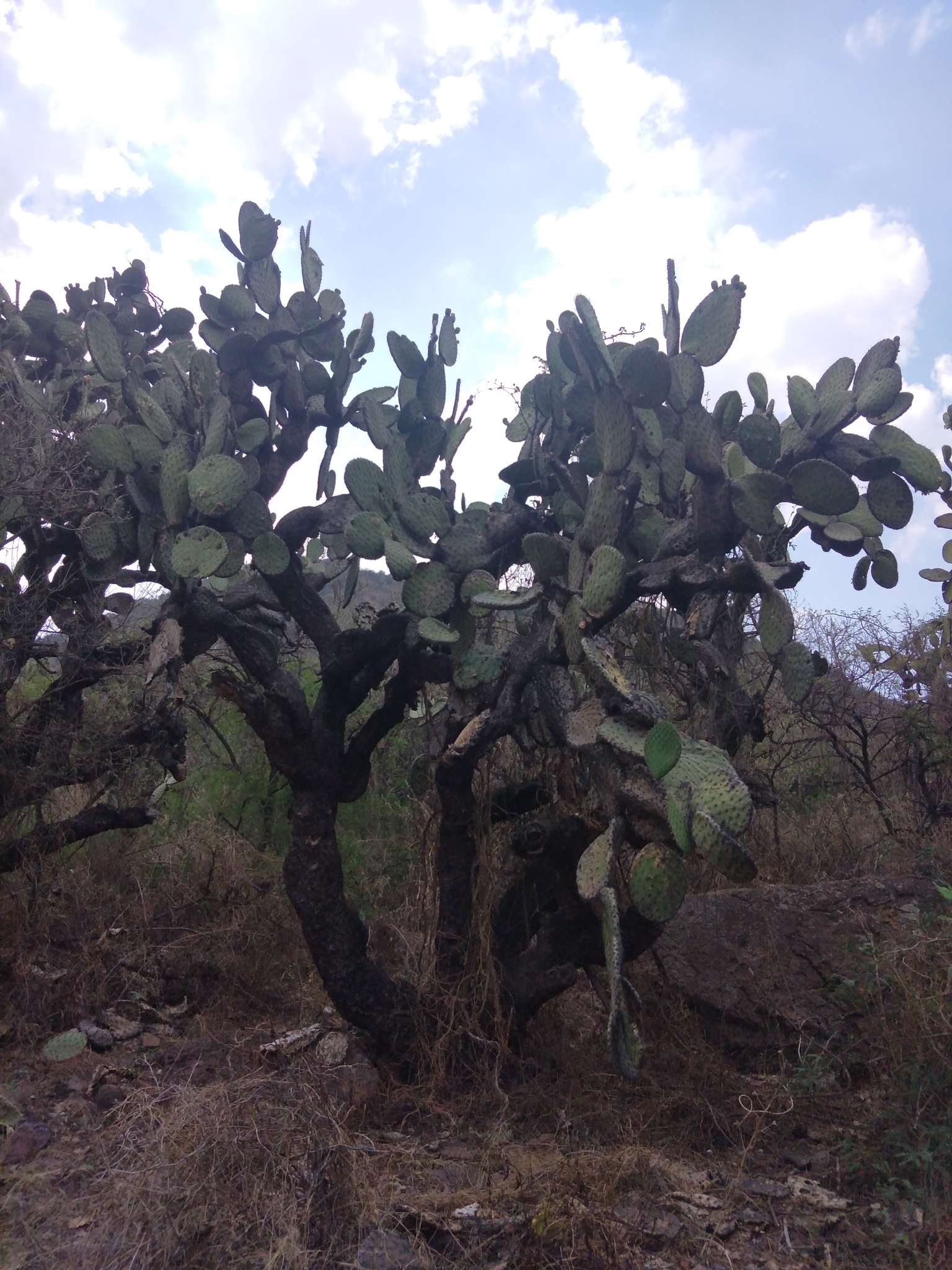 Opuntia streptacantha Lem.