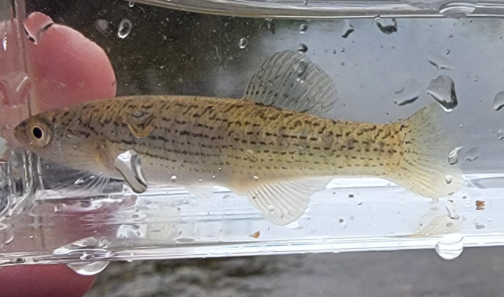 Fundulus catenatus (Storer, 1846)