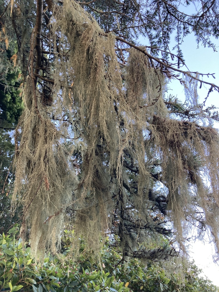 lace lichen from Golden Gate Park, San Francisco, CA, US on April 29 ...