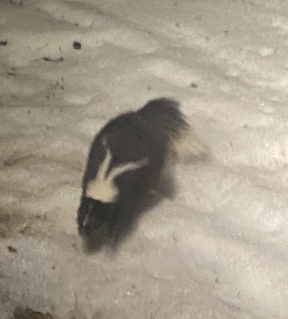 Striped Skunk from Thunder Bay, Unorganized, ON, CA on April 29, 2022 ...