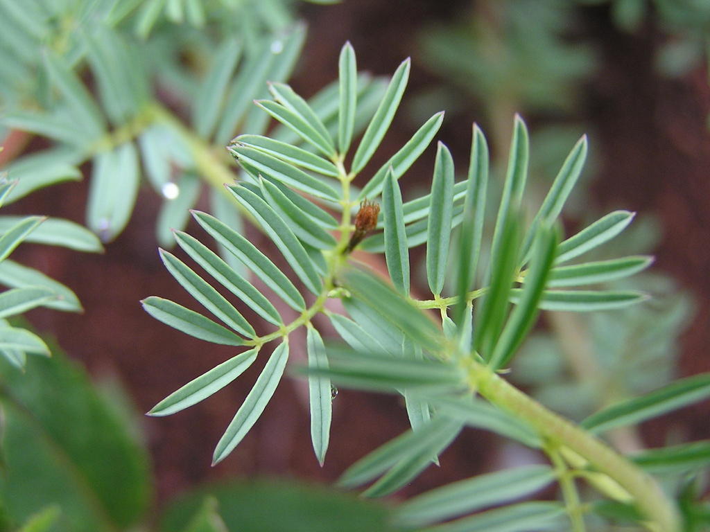 Regret Indigo (Indigofera hedyantha) - Botanical Realm