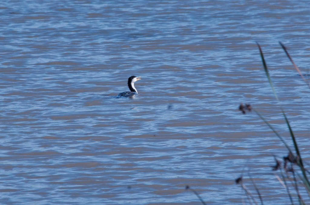 Little Pied Cormorant from Geelong VIC, Australia on April 30, 2022 at ...