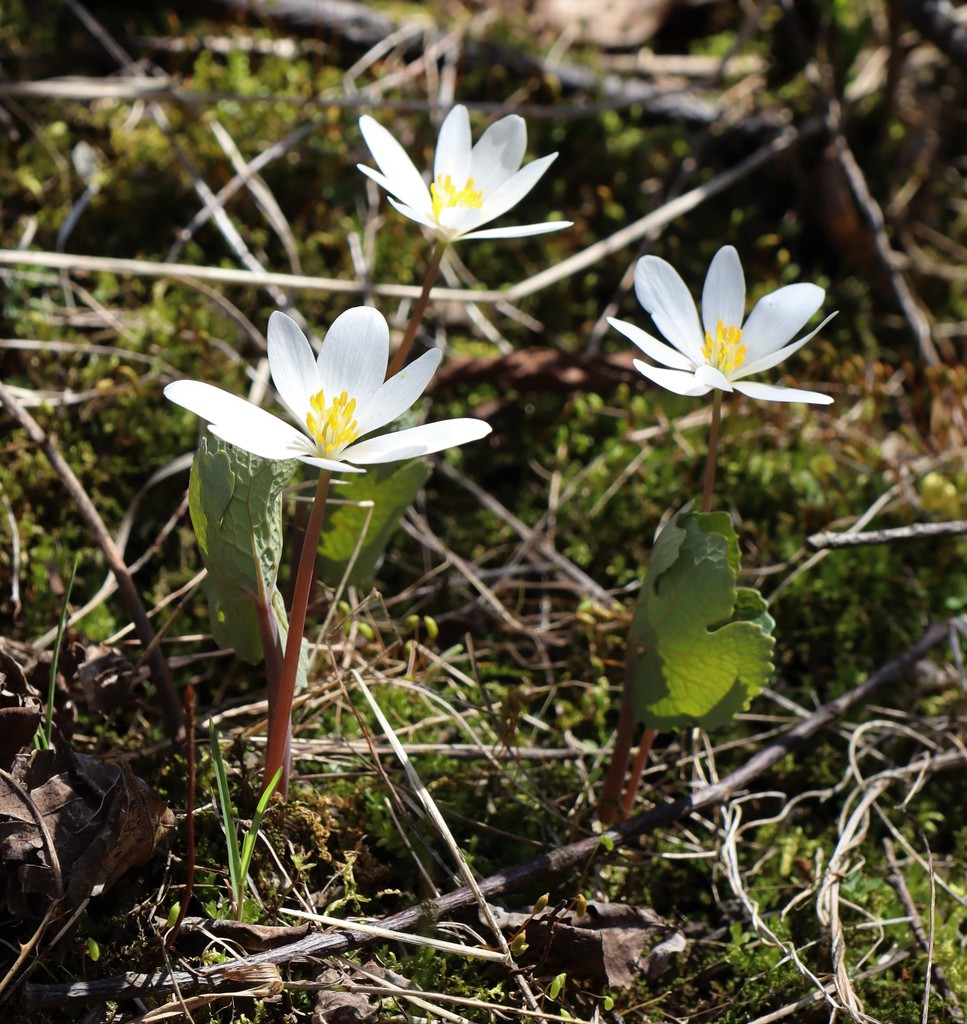 bloodroot from Belleville, ON, Canada on April 29, 2022 at 11:26 AM by ...