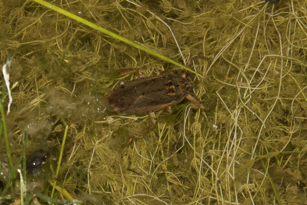 American Giant Water Bug in June 2020 by Joey Mugleston · iNaturalist