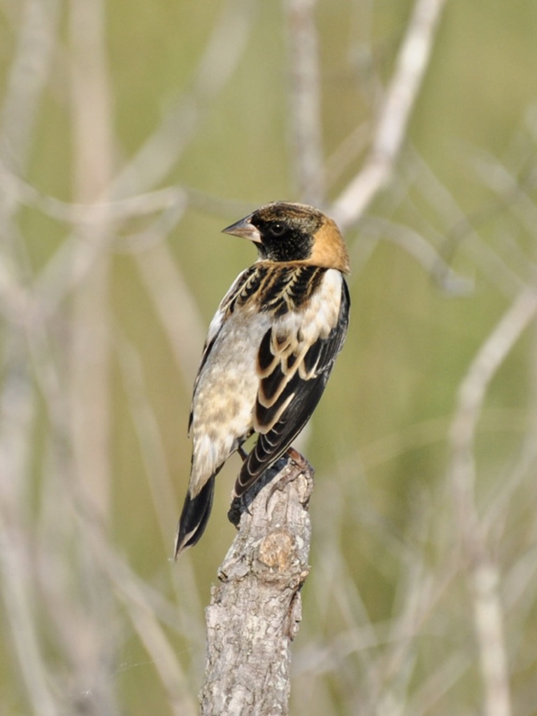 Bobolink from St. Marks National Wildlife Refuge, Crawfordville, FL, US ...