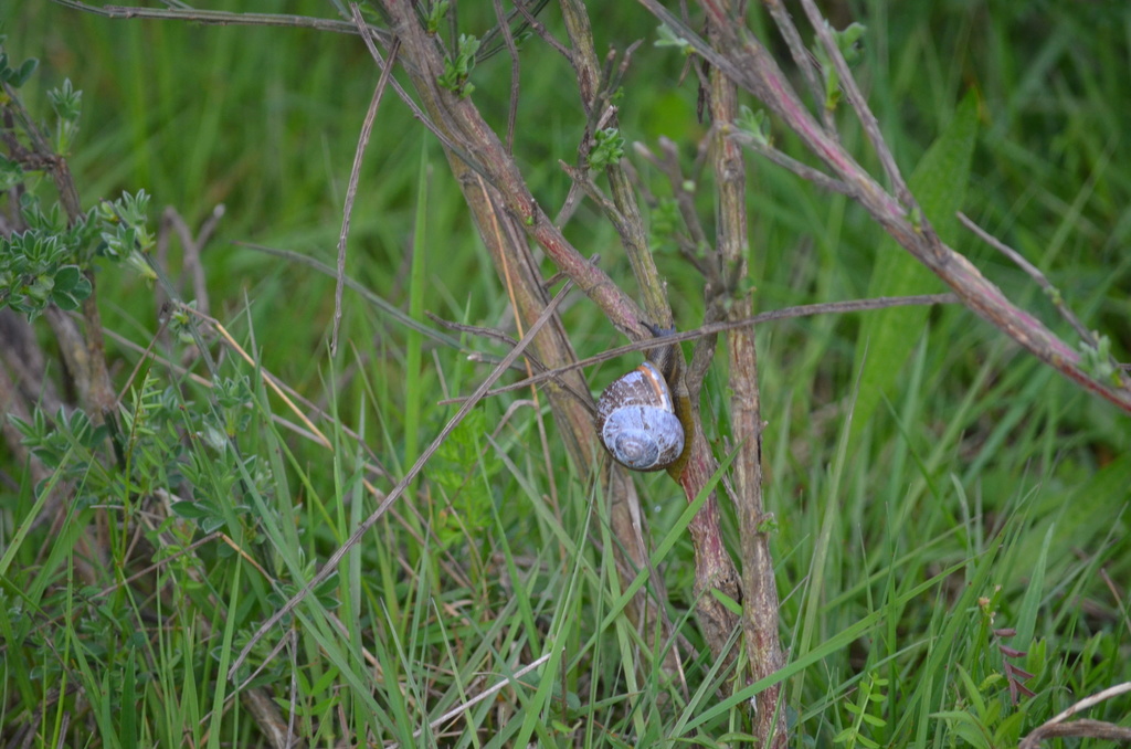 Garden Snail from Cowichan Valley, BC, Canada on April 29, 2022 at 06: ...
