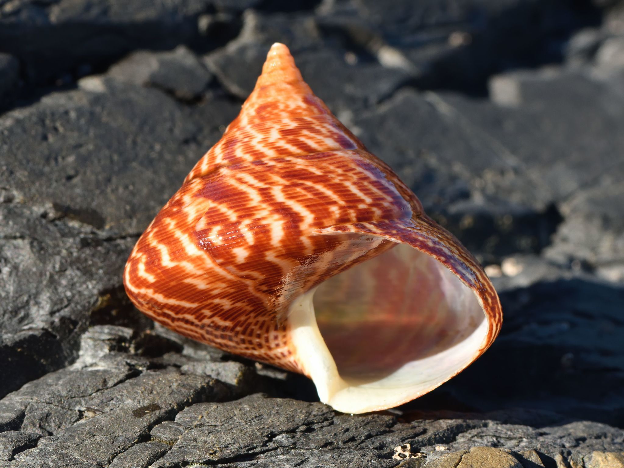 Maurea tigris (Gmelin, 1791)