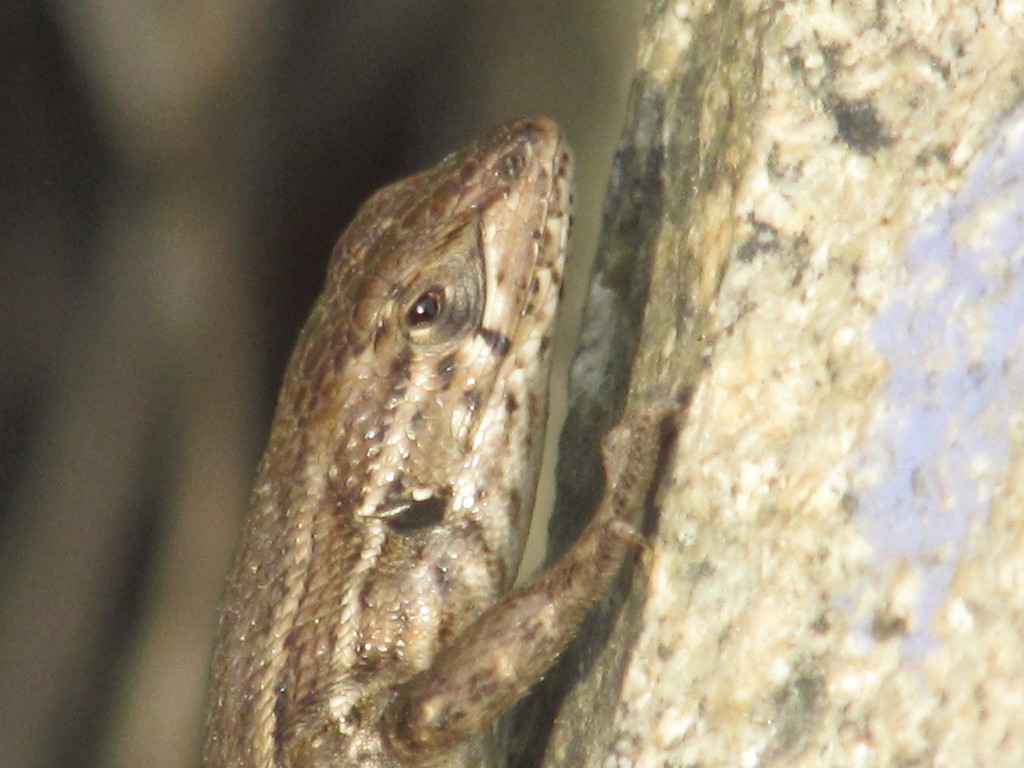 Dusky Smooth-throated Lizard (Liolaemus fuscus) - Snakes and Lizards