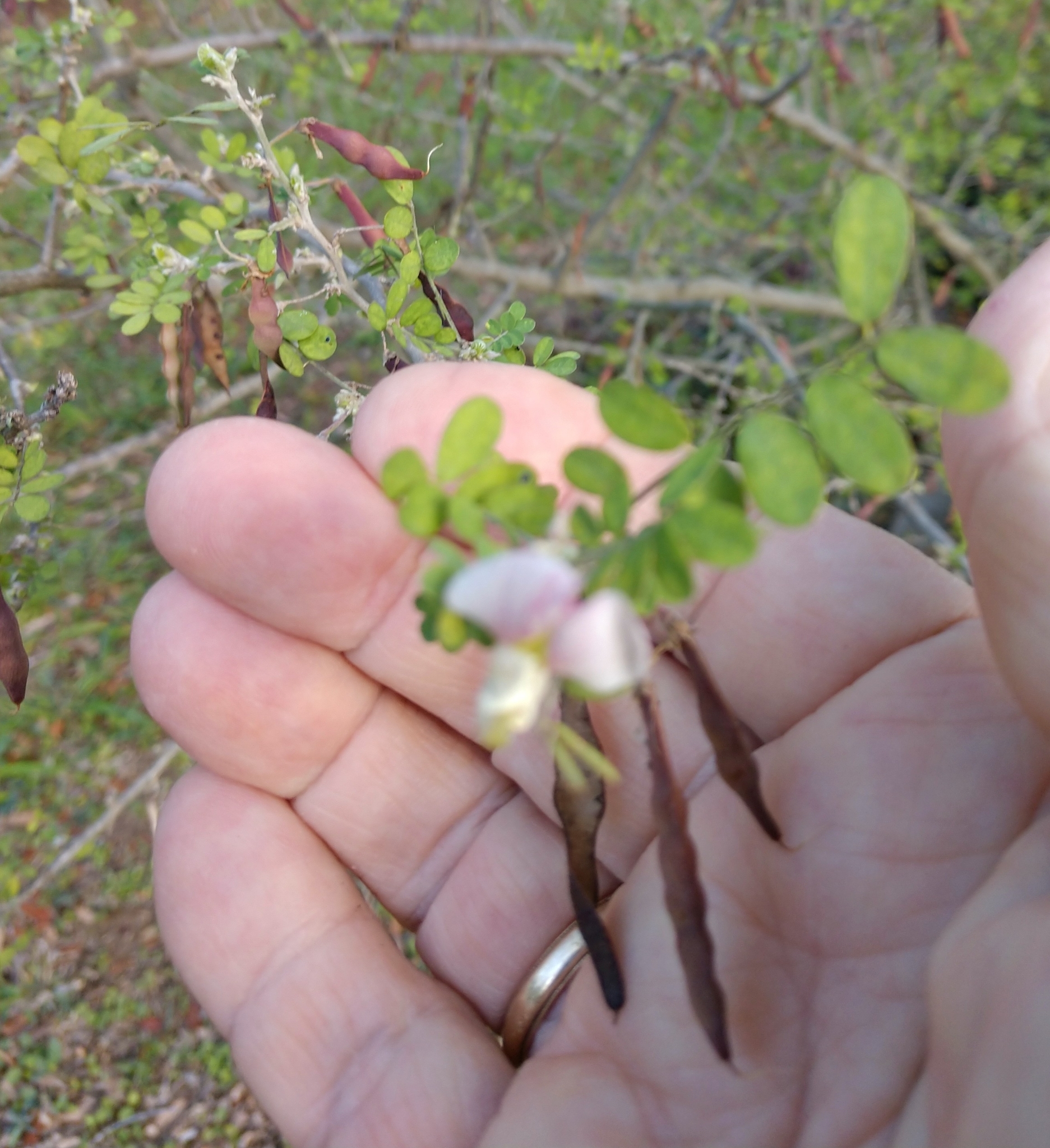 Coursetia axillaris J.M.Coult. & Rose