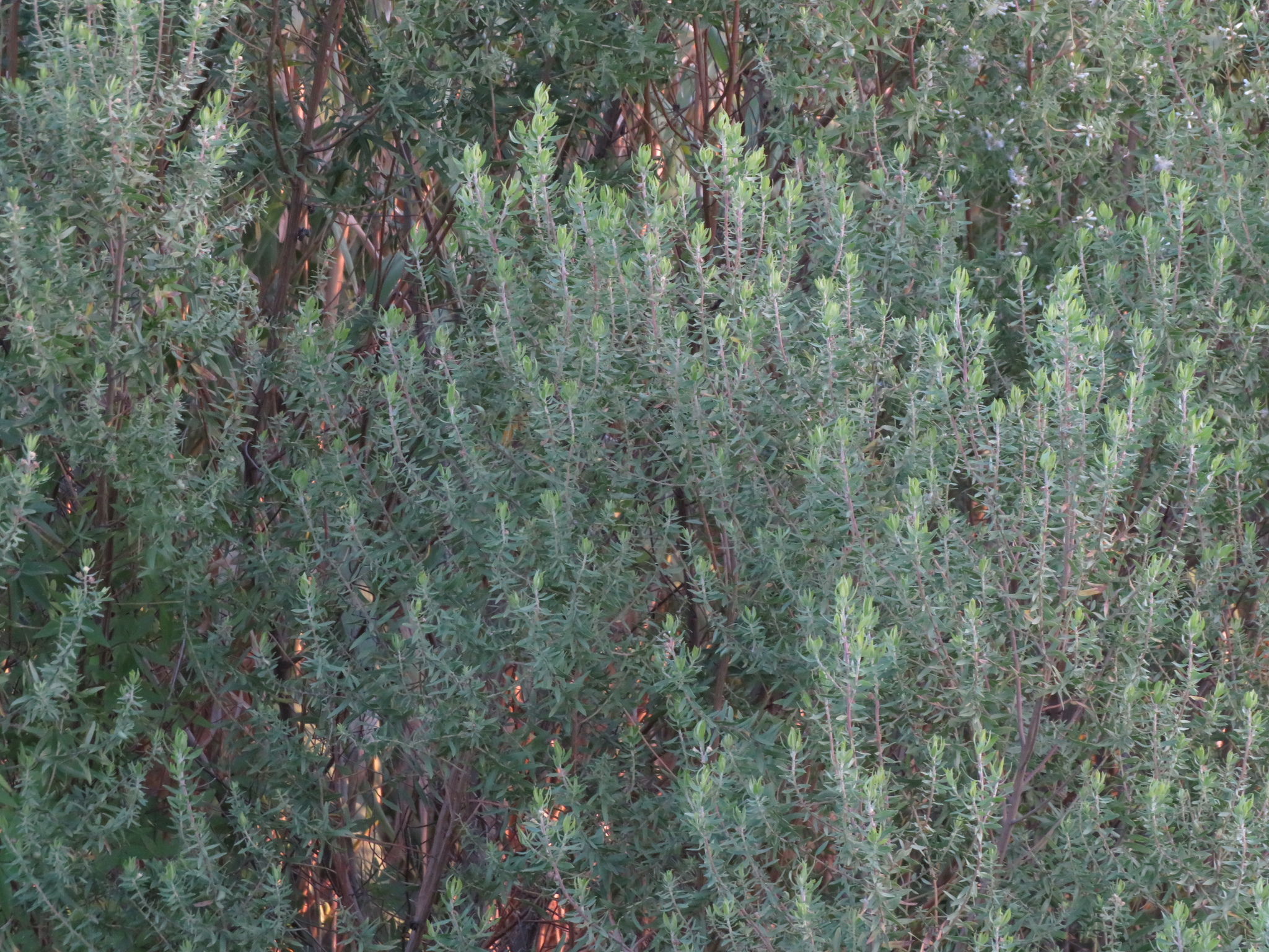 Baccharis dracunculifolia DC.