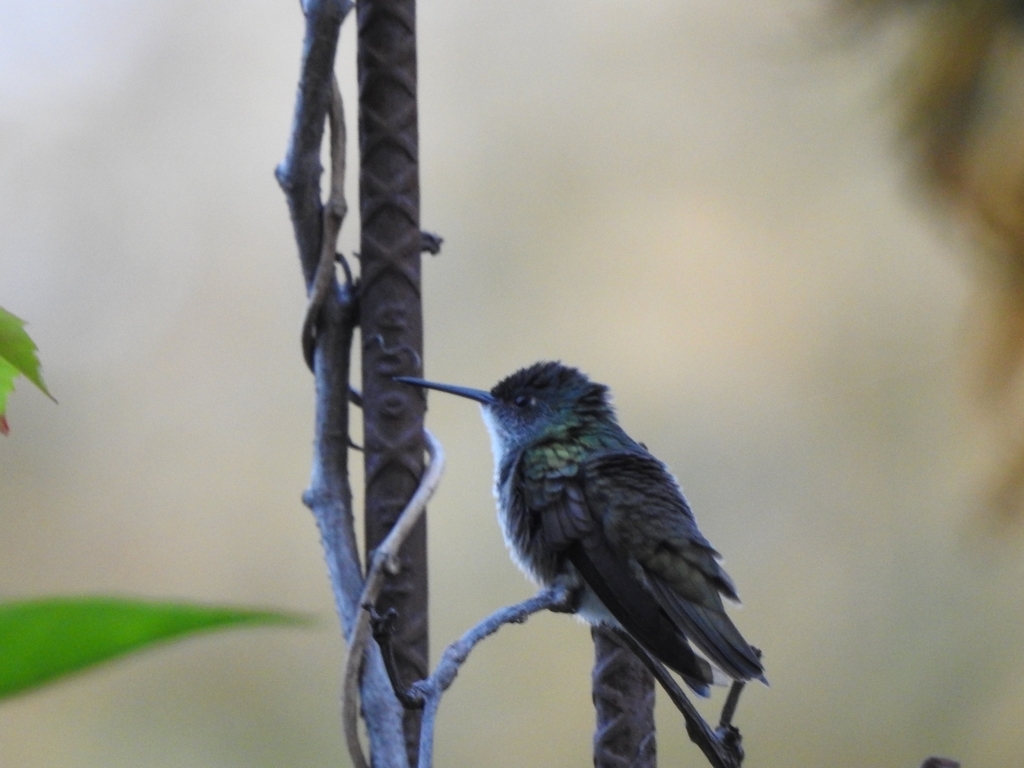 Azure-crowned Hummingbird from MQ3G+CX, Santiago Atitlán, Guatemala on ...