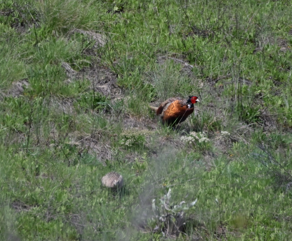 Ring-necked Pheasant from Highway 97, Kelowna, BC, Canada on April 29, 2022 at 12:52 PM by Julia ...