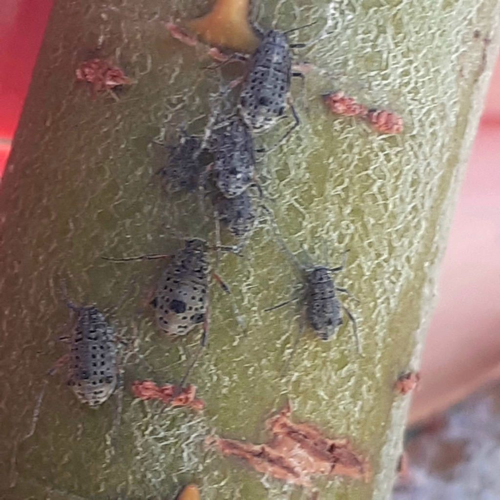 Giant Willow Aphid from Terrada (Luján de Cuyo, Mendoza), Mendoza ...