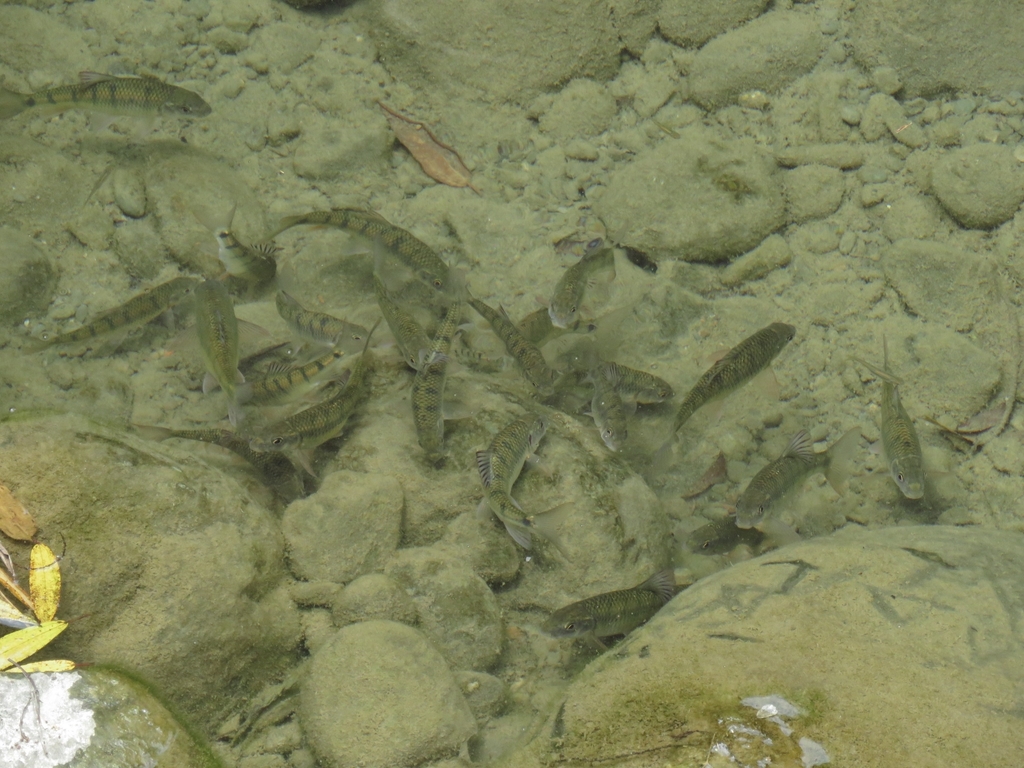 Taiwan Torrent Carp from 646台灣雲林縣古坑鄉山腳 on April 29, 2022 at 12:25 PM by ...