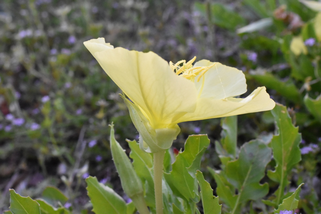Stemless Evening Primrose from Bowling Green, KY, USA on April 28, 2022 ...