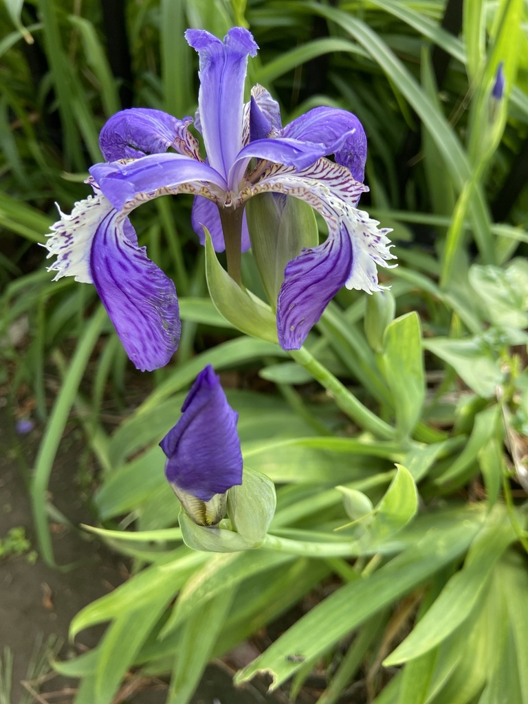 Limniris from 上野毛自然公園, 世田谷区, 東京都, JP on April 30, 2022 at 01:34 PM by ...